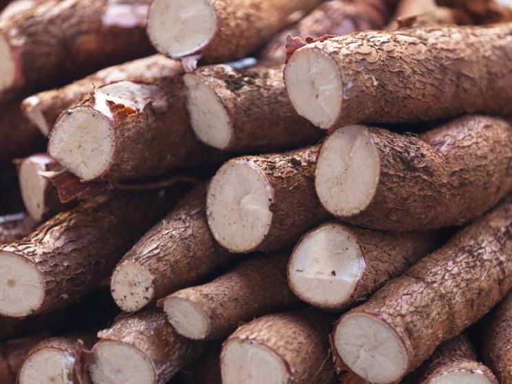 Propiedades de la tapioca - Colaboracion cientifica