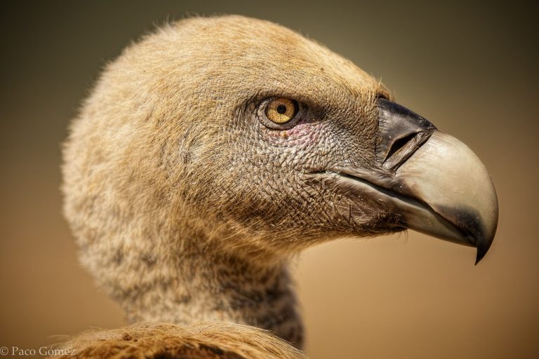 Conoce todos los tipos de animales aéreos