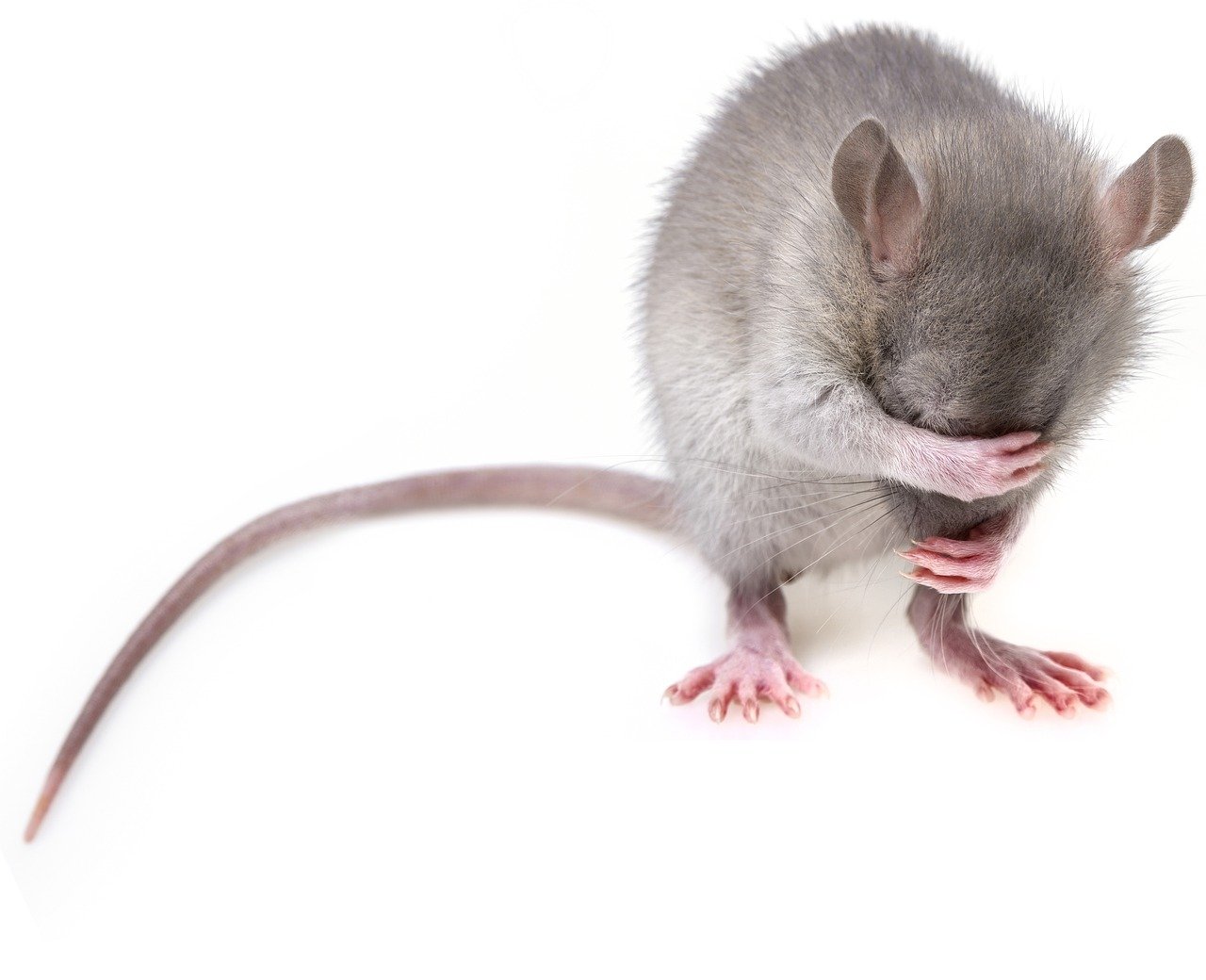 Las ratas y su cercanía a los humanos - Colaboracion cientifica